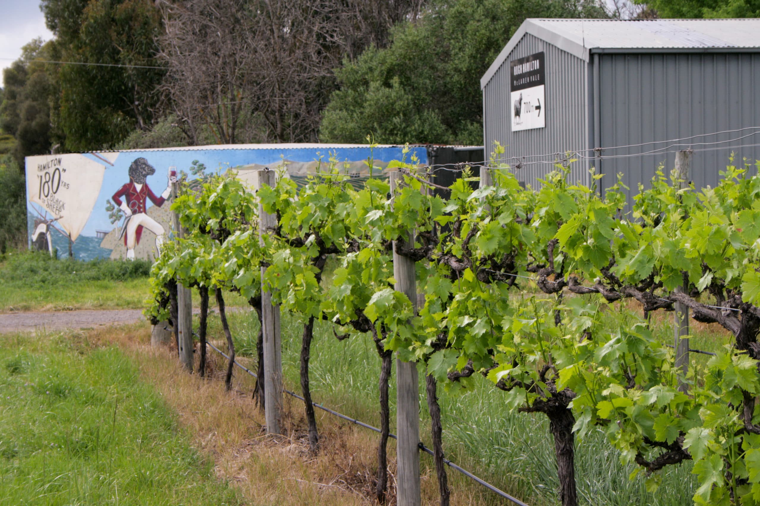 About Us | Hugh Hamilton Wines | McLaren Vale, South Australia