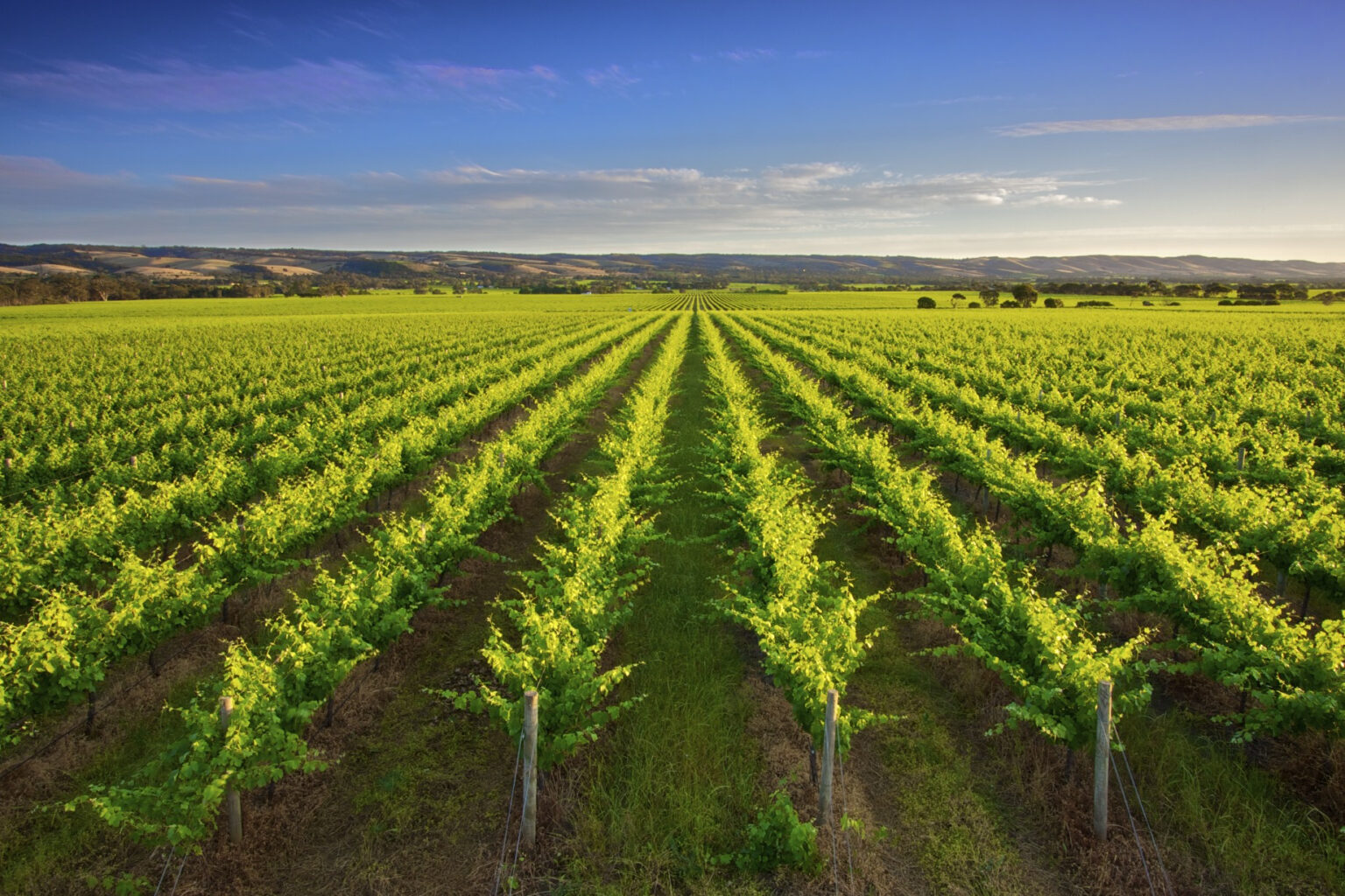 Australia's Oldest Wine Family - Hugh Hamilton Wines