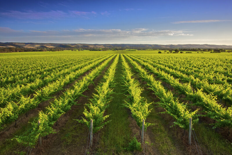 Australia's Oldest Wine Family - Hugh Hamilton Wines