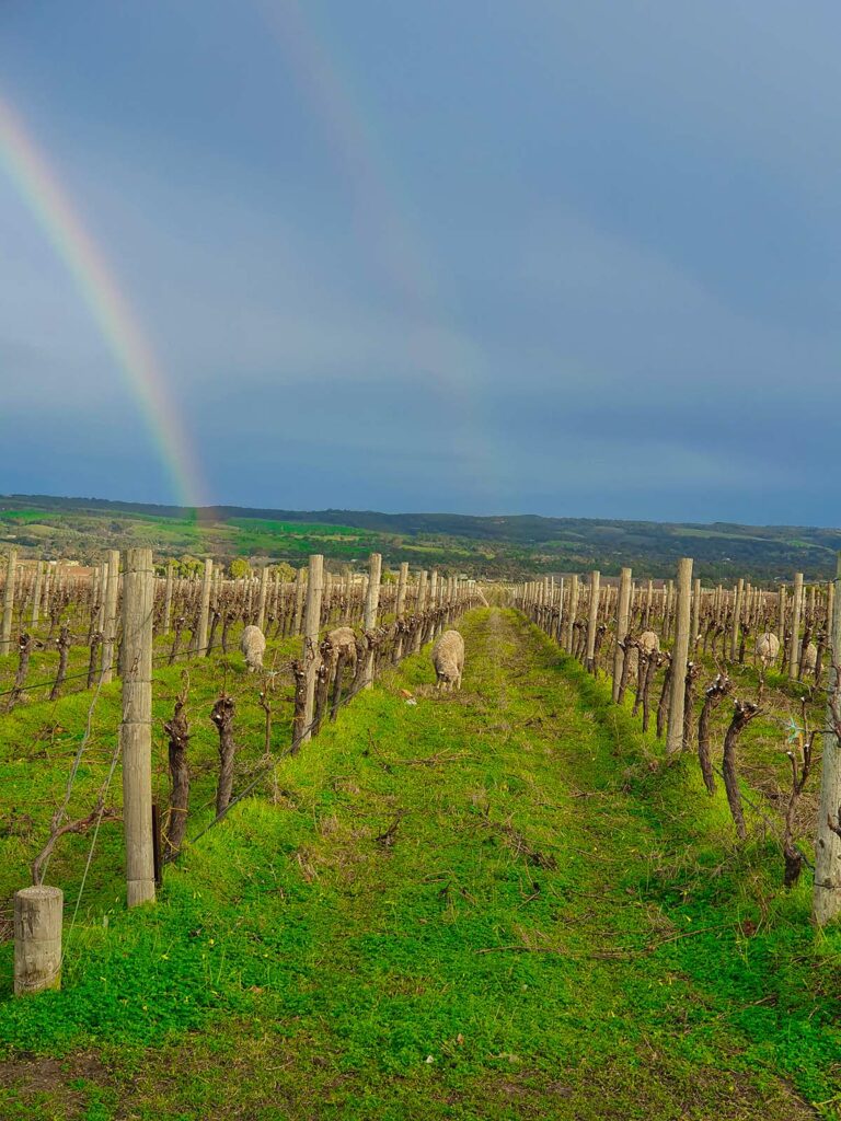 Hugh Hamilton Vineyards McLaren Vale